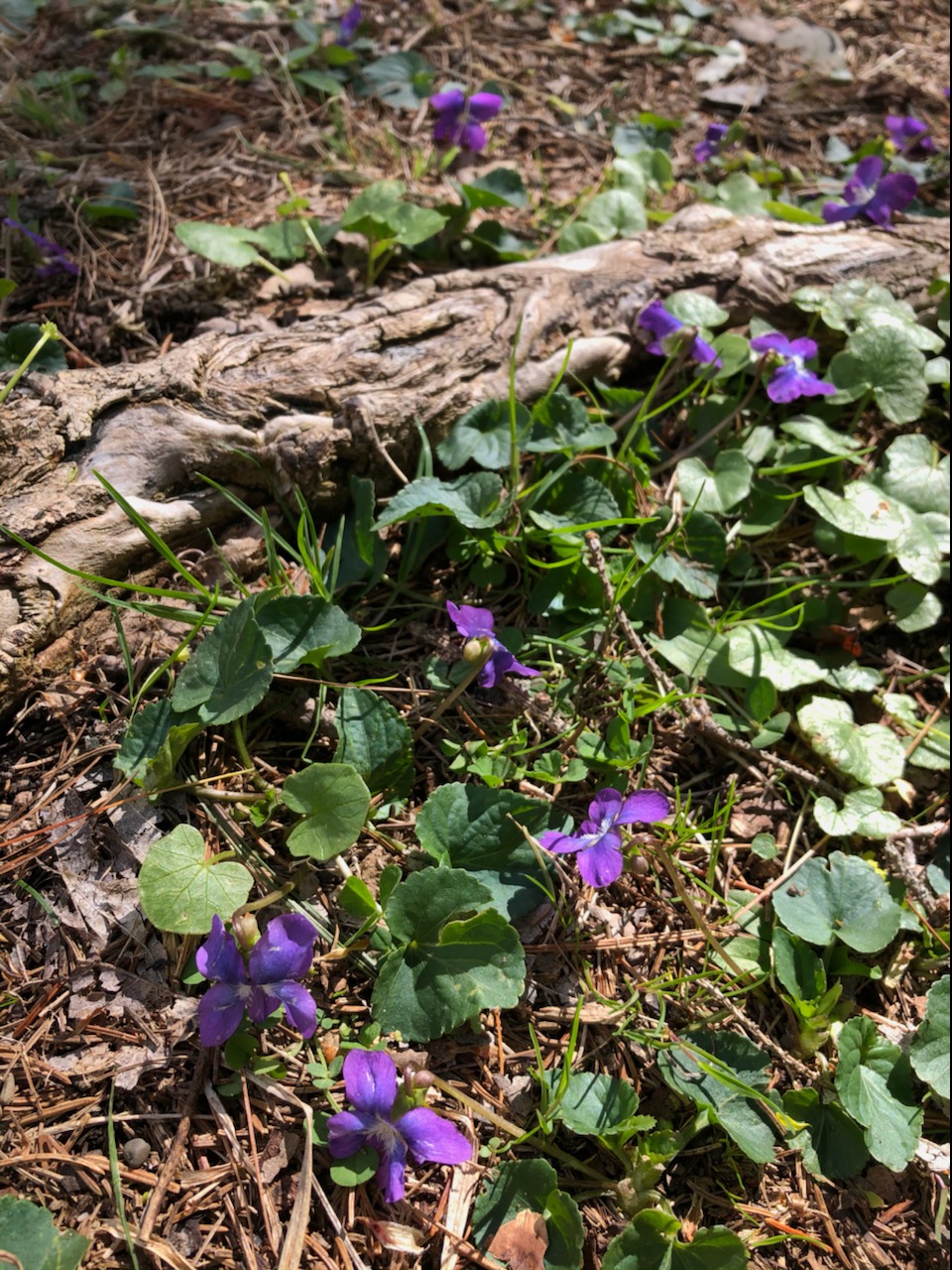 Valentine’s Violets - Main Street Magazine