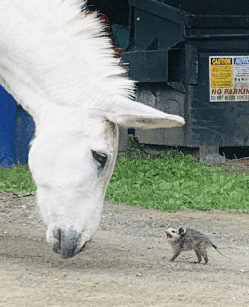 Calling all animal lovers and artists! - Main Street Magazine