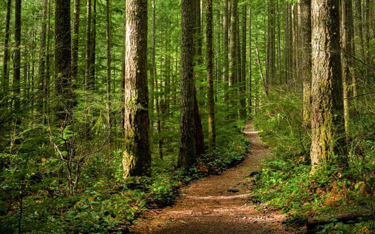 Forests of the Northeast and Climate Change - Main Street Magazine