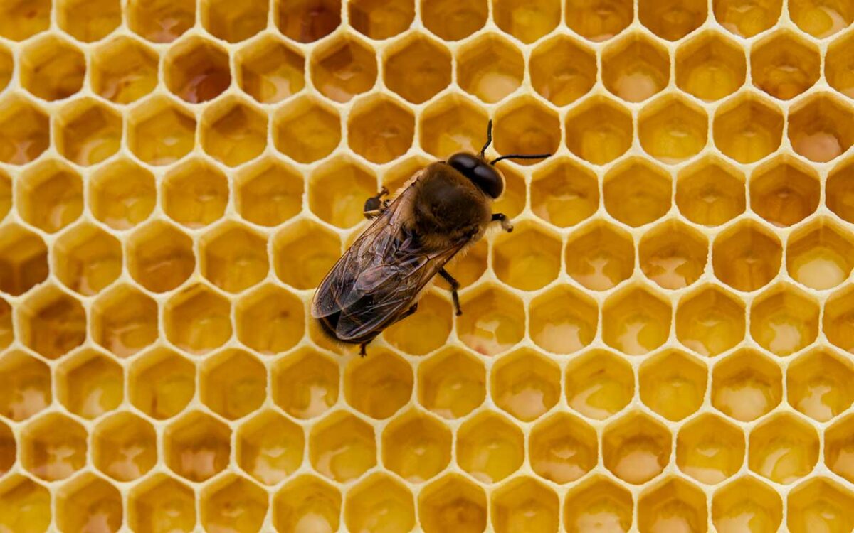 Step Into the Hive: How to Help the Declining Bee Population - Main ...