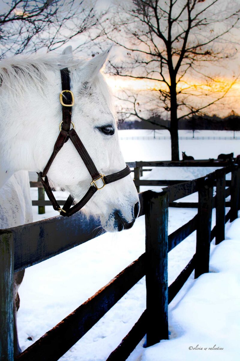 Photographer Appreciation Month: Olivia (Libby) Valentine - Main Street ...