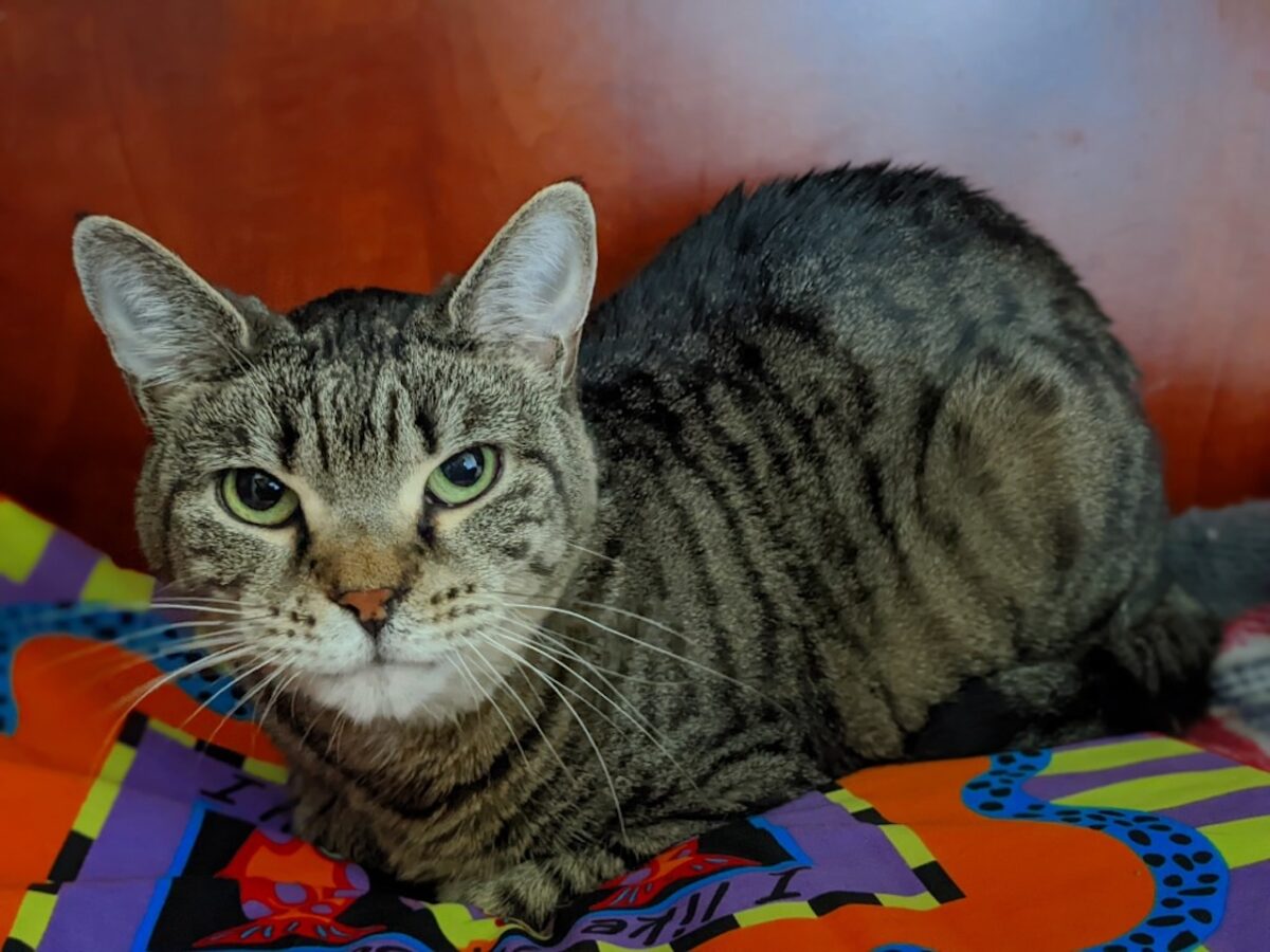 Frenchie - Main Street Magazine