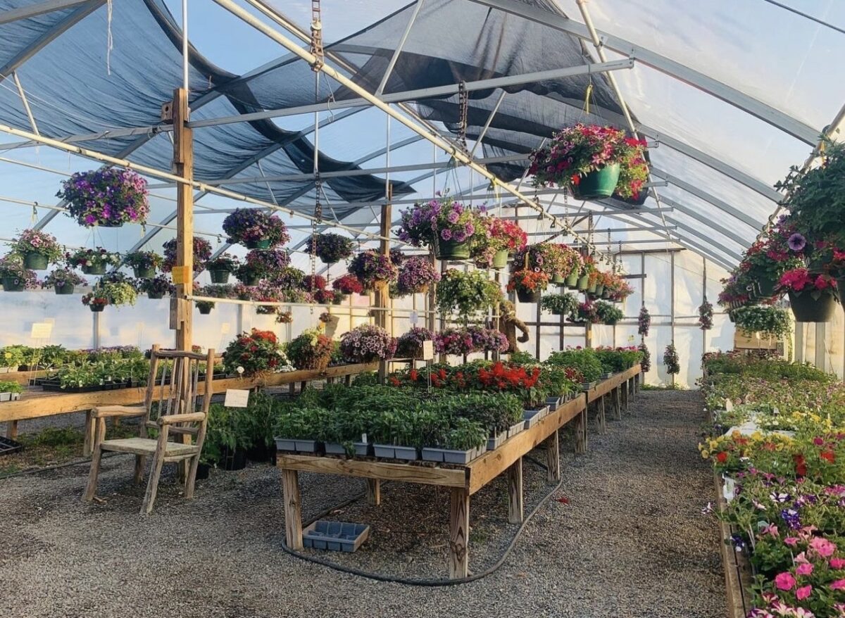 Farm Feature: Daisey Hill Farm - Main Street Magazine