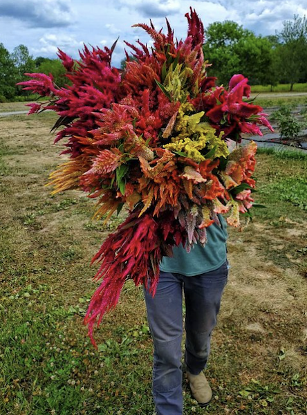Maitri Farm Champions Sustainable Farming and Community Connections ...