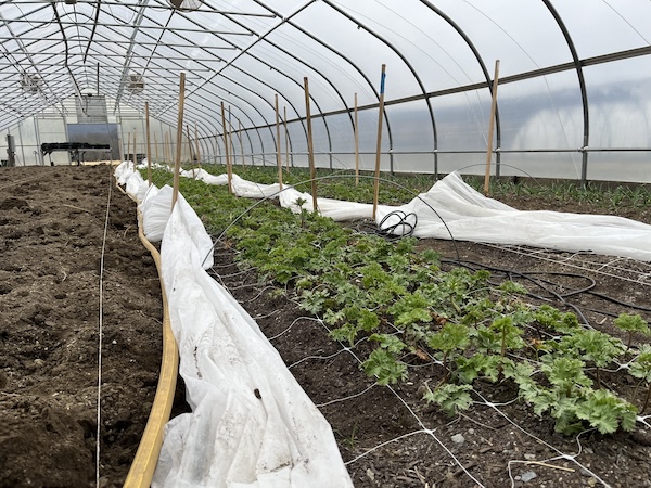 Maitri Farm Champions Sustainable Farming and Community Connections ...