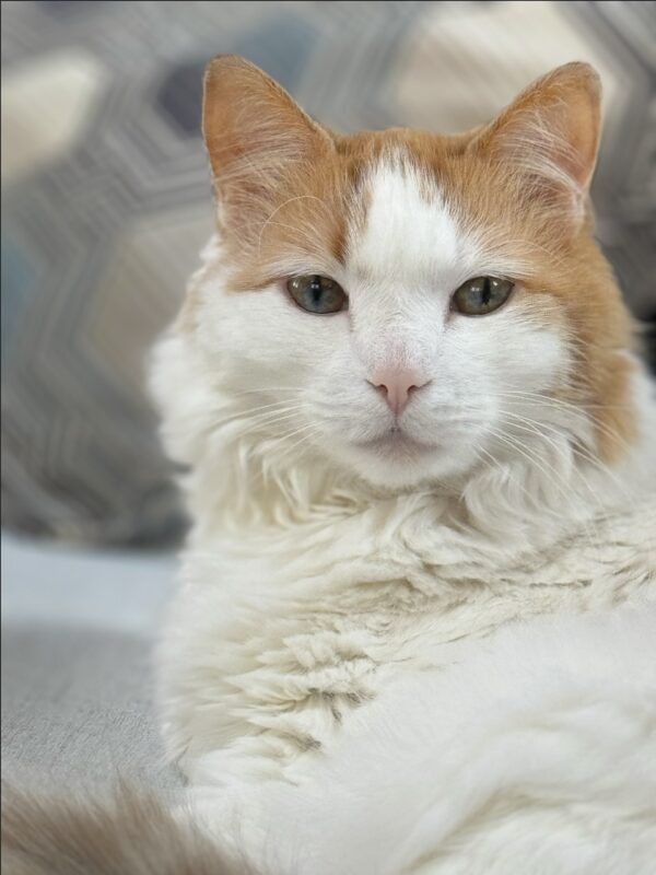 Dearest Gentle Reader - Main Street Magazine