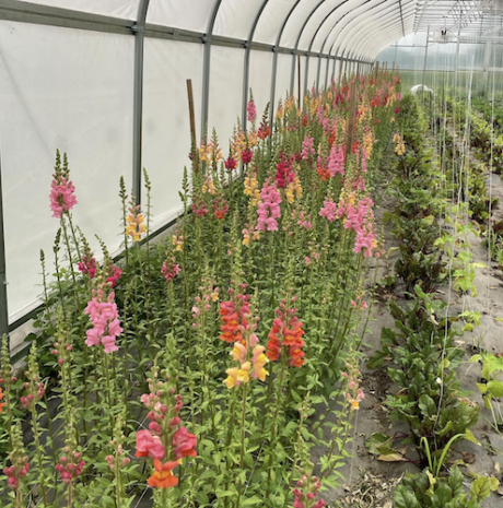 All about organic at Deep Roots Farm in Copake - Main Street Magazine