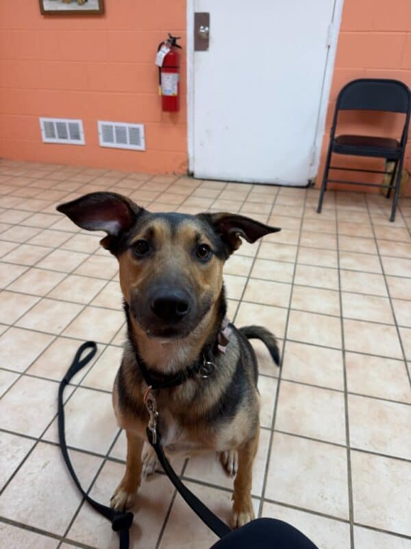 Daisy - Main Street Magazine