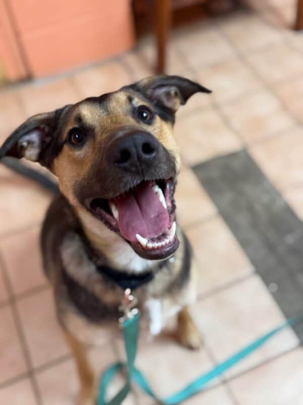 Daisy - Main Street Magazine